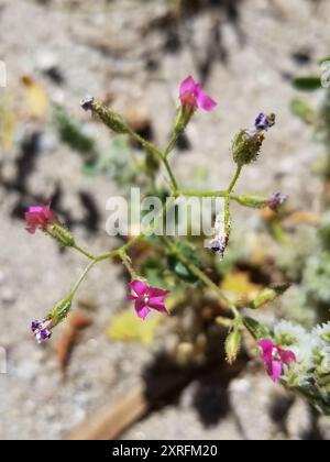 broad-leaved gilia (Aliciella latifolia) Plantae Stock Photo - Alamy