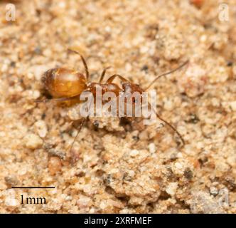 (Forelius mccooki) Insecta Stock Photo - Alamy