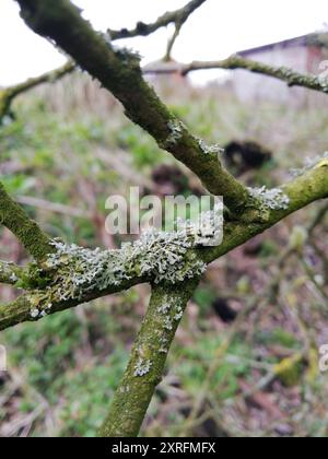 Fringed Rosette Lichen (Physcia tenella) Fungi Stock Photo - Alamy