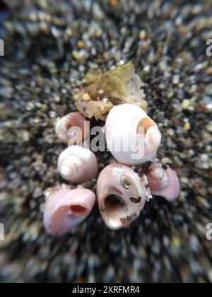 Puppet Margarite (Margarites pupillus Stock Photo - Alamy