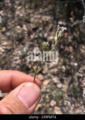 El Paso Gilia (Gilia mexicana) Plantae Stock Photo - Alamy
