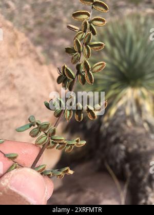 spiny cliff-brake (Pellaea truncata) Plantae Stock Photo - Alamy