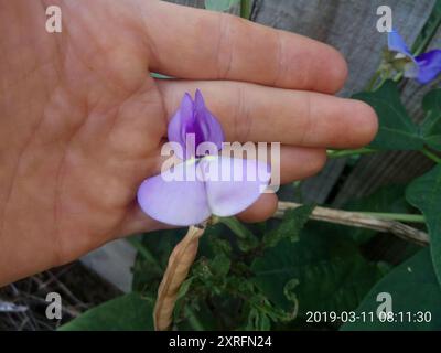 (Vigna unguiculata catjang) Plantae Stock Photo - Alamy
