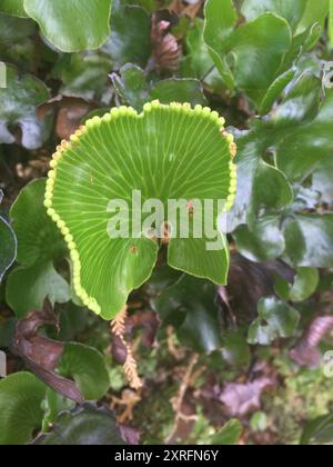 kidney fern (Hymenophyllum nephrophyllum) Plantae Stock Photo - Alamy