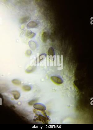 (Hypoxylon howeanum) Fungi Stock Photo - Alamy