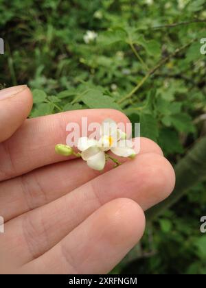Balloon Vines and Heartseed (Cardiospermum) Plantae Stock Photo - Alamy