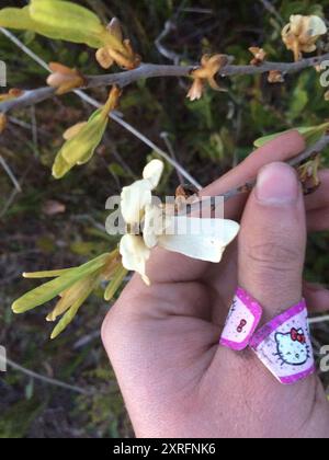 netted pawpaw (Asimina reticulata) Plantae Stock Photo - Alamy