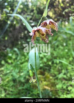 checker lily (Fritillaria affinis), Plantae, Fort Ord National Monument ...