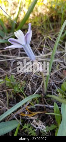 Funnel-Flower (Androstephium coeruleum) Plantae Stock Photo - Alamy