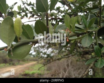 (Castela coccinea) Plantae Stock Photo - Alamy