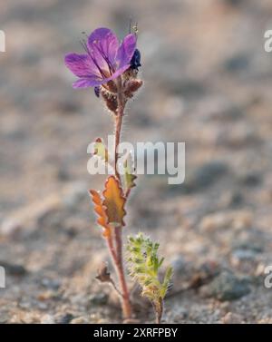 Notch-leaf Scorpionweed (Phacelia crenulata) Plantae Stock Photo - Alamy