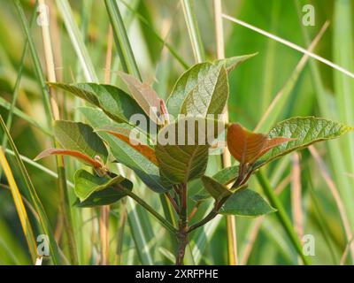 Fairy Fig (Ficus erecta) Plantae Stock Photo - Alamy
