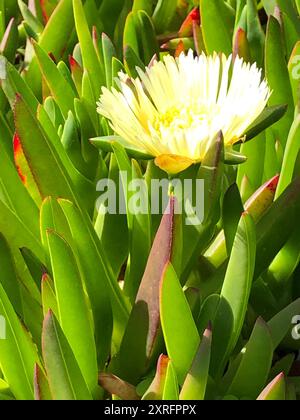 sea fig (Carpobrotus edulis) Plantae Stock Photo - Alamy