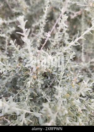 Cattle Saltbush (Atriplex polycarpa) Plantae Stock Photo - Alamy