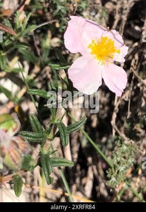 dwarf rock-roses (Helianthemum) Plantae Stock Photo - Alamy