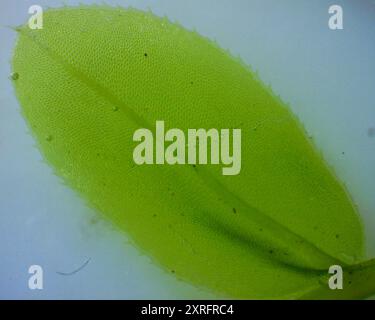 Wavy-leaf Moss (Plagiomnium ciliare) Plantae Stock Photo - Alamy