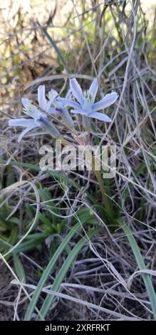 Funnel-Flower (Androstephium coeruleum) Plantae Stock Photo - Alamy