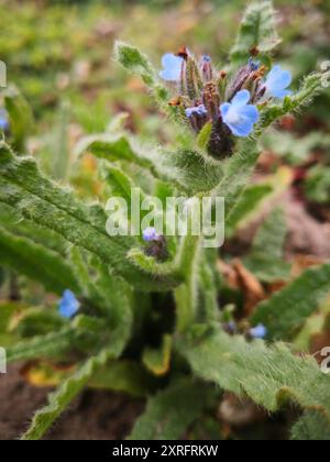 small bugloss (Anchusa arvensis), Plantae, Hesperange, Luxembourg Stock ...