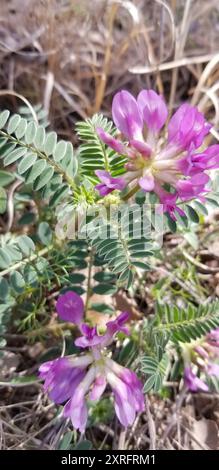 Ground-plum (Astragalus crassicarpus) Plantae Stock Photo - Alamy