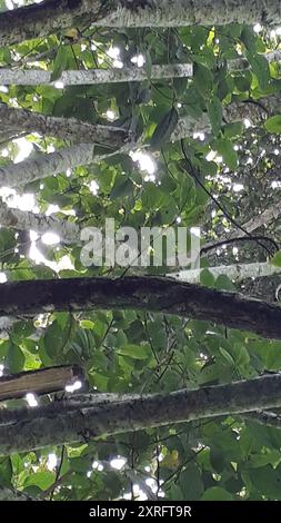 (Trichanthera gigantea) Plantae Stock Photo - Alamy