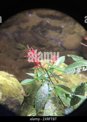 Clearwings and Tigerwings (Ithomiini) Insecta Stock Photo - Alamy