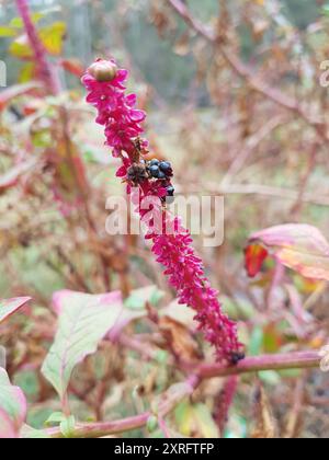 Inkweed (Phytolacca octandra) Plantae Stock Photo - Alamy