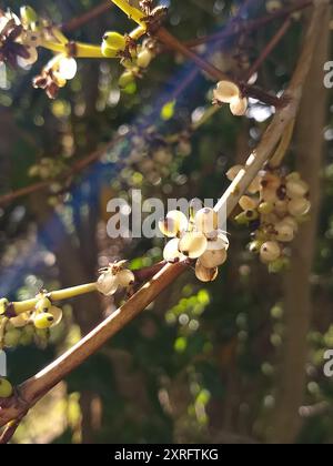 Karamu (Coprosma robusta) Plantae Stock Photo - Alamy