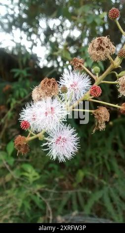 (Mimosa albida) Plantae Stock Photo - Alamy