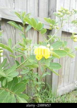 Easter Cassia (Senna pendula glabrata), Plantae, Stapylton, QLD, AU ...