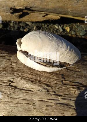 Butter Clam (Saxidomus gigantea) Mollusca Stock Photo - Alamy