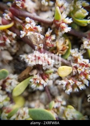 Frost Mat (Achyronychia cooperi) Plantae Stock Photo - Alamy