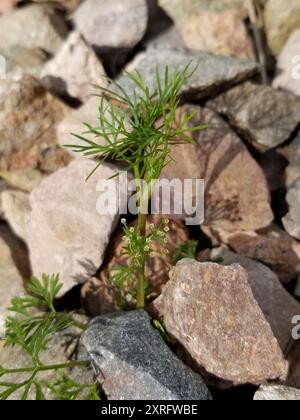 Marsh parsley (Cyclospermum leptophyllum) Plantae Stock Photo - Alamy