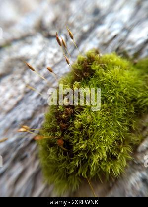 Common Pincushion (Dicranoweisia cirrata) Plantae Stock Photo - Alamy