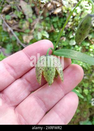 checker lily (Fritillaria affinis), Plantae, Fort Ord National Monument ...