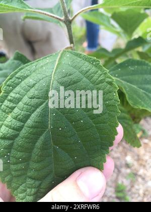 Florida Wax Scale (Ceroplastes floridensis) Insecta Stock Photo - Alamy