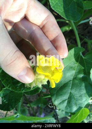 Yellow Unicorn-plant (Ibicella lutea) Plantae Stock Photo - Alamy