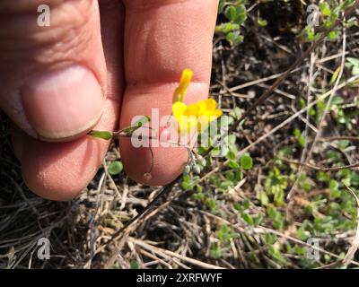 Gaslight Bladderpod (Physaria recurvata), Plantae, Temple, TX, US Stock ...