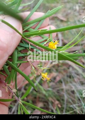 Narrow-leaf Geebung (Persoonia linearis) Plantae Stock Photo - Alamy
