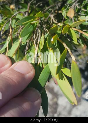coastal beard-heath (Leucopogon parviflorus) Plantae Stock Photo - Alamy