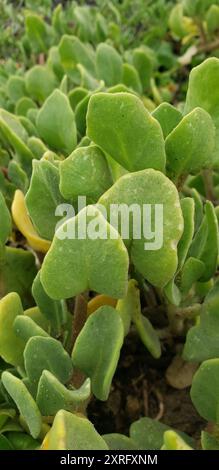 red sand-verbena (Abronia maritima) Plantae Stock Photo - Alamy
