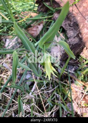 perfoliate bellwort (Uvularia perfoliata), Plantae, Lookout Mountain ...
