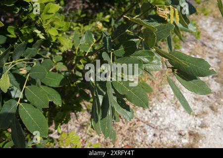 Jamaican dogwood (Piscidia piscipula) Plantae Stock Photo - Alamy