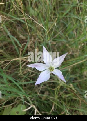 long-flower tobacco (Nicotiana longiflora) Plantae Stock Photo - Alamy