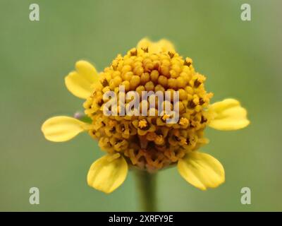 marsh para cress (Acmella uliginosa) Plantae Stock Photo - Alamy