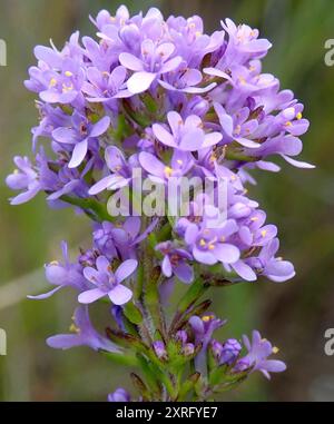 Garden Route Bitterbush (Selago burchellii) Plantae Stock Photo - Alamy