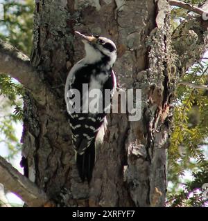 Hairy Woodpecker (Dryobates villosus) Aves Stock Photo - Alamy