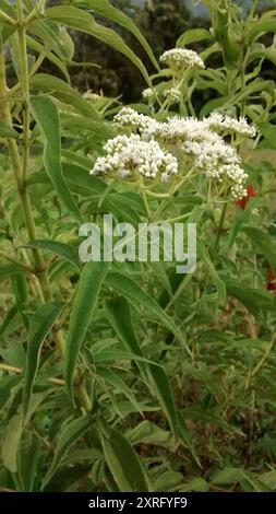 Whiteweed (Austroeupatorium inulifolium), Plantae, 台灣南投縣 Stock Photo ...