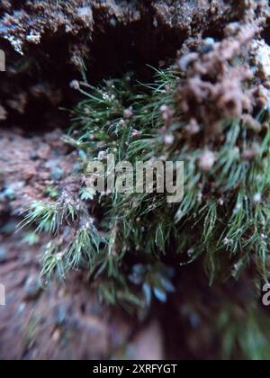 Silky Forklet-moss (Dicranella heteromalla) Plantae Stock Photo - Alamy