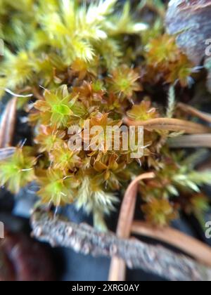 Brown Screw-moss (Syntrichia princeps) Plantae Stock Photo - Alamy