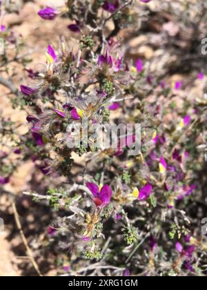 feather dalea (Dalea formosa) Plantae Stock Photo - Alamy